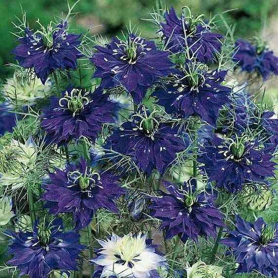 The Beauty of Love-in-a-Mist Annual Flowers Can Take Your Breath Away ...