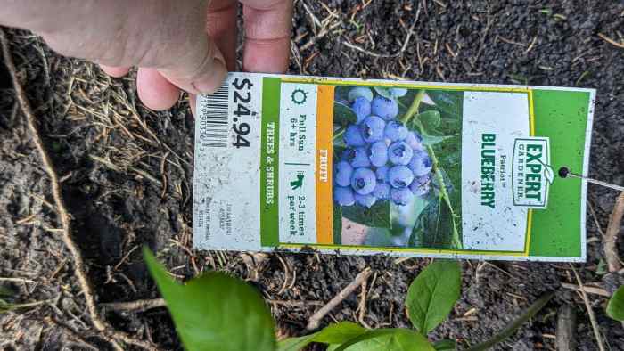 Blueberry Patch - Creating a Permanent Spot that Uses Natural Self ...
