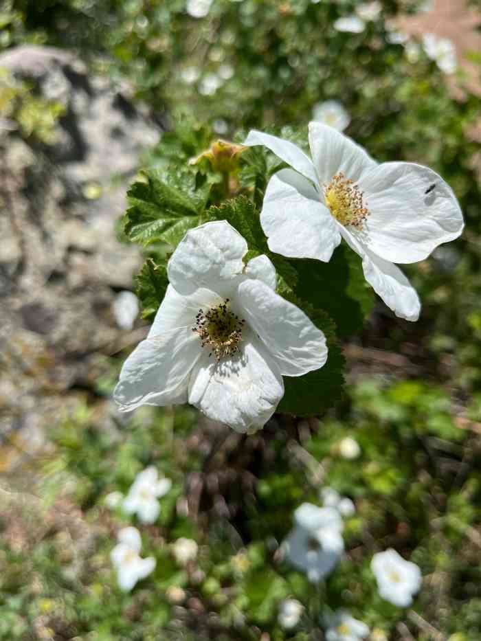 Easy Colorado Wildflower Walks and Drives - HubPages