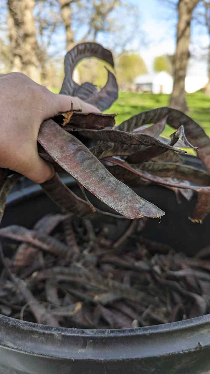 Locust Tree - Planting the Pods Promiscuously - HubPages
