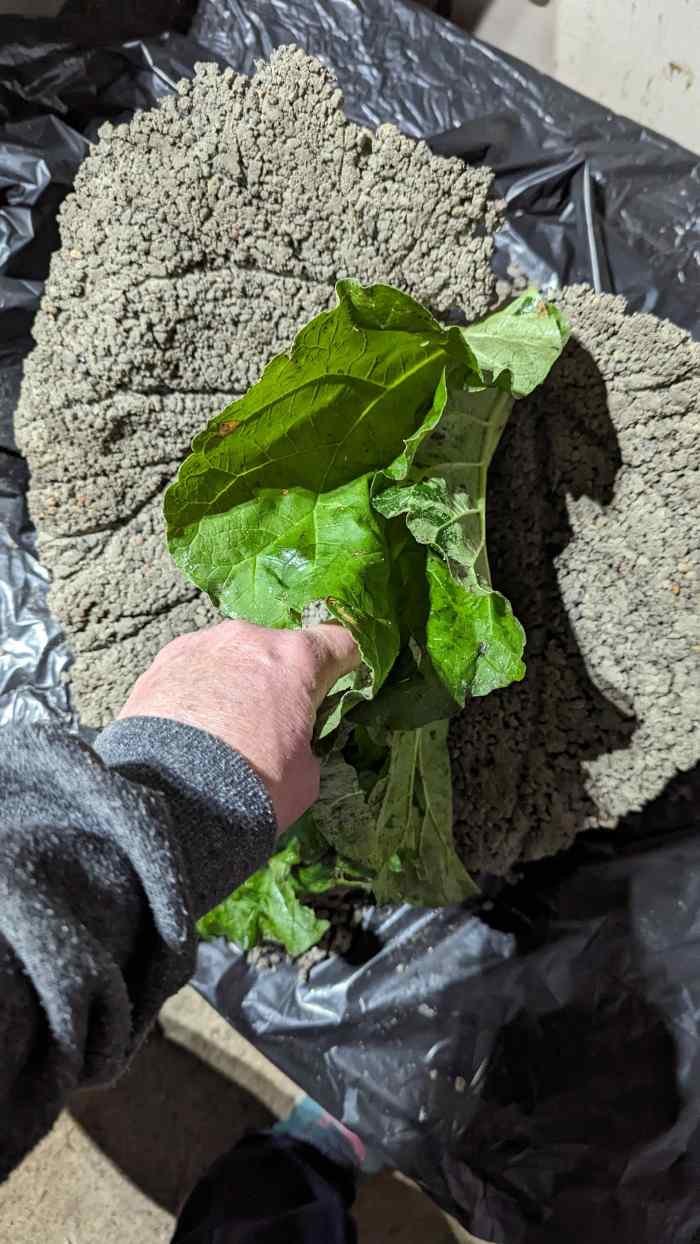 Rhubarb Leaf Cement Casting - HubPages