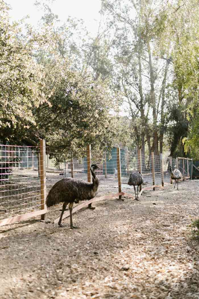 Barbara and the Emu: A Muddy Misadventure - HubPages