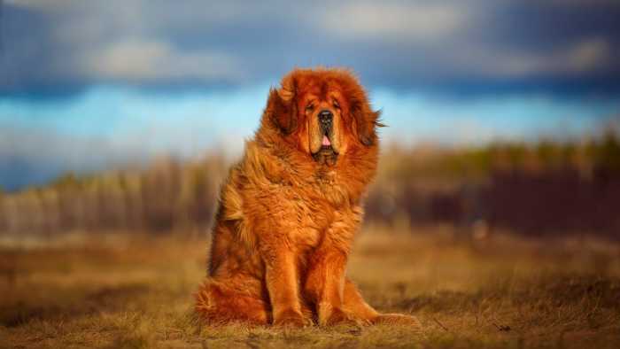 16 Weird Dog Breeds (With Pictures) - HubPages