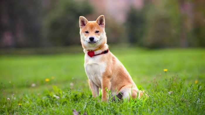 16 Weird Dog Breeds (With Pictures) - HubPages