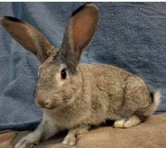 Should You Adopt or Buy a Rabbit? - HubPages