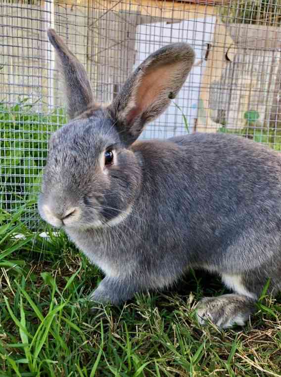 Should You Adopt or Buy a Rabbit? - HubPages