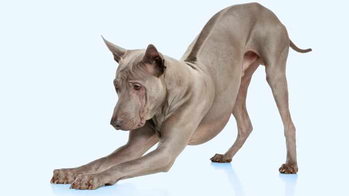 The 3 Ridgeback Dog Breeds: Rhodesian, Thai, and Phu Quoc - HubPages