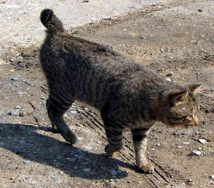 11 Bobtail Cat Breeds: The Cats With a Short Tail or No Tail - HubPages