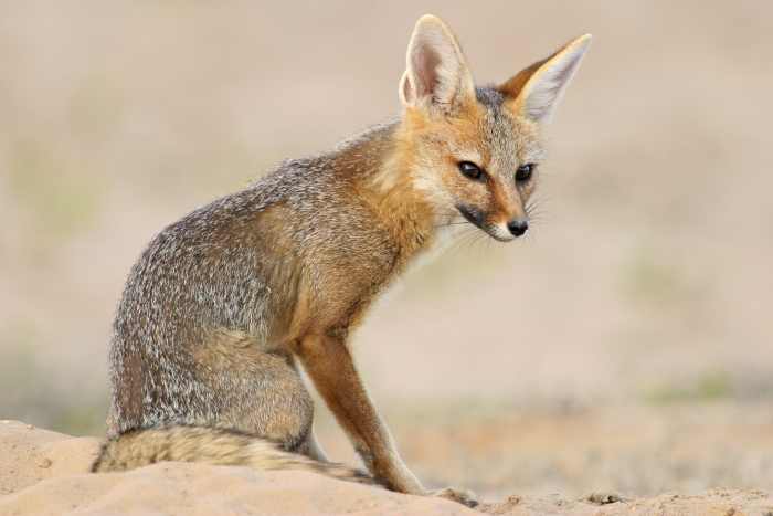 Every Pet Fox Species and How to Care for Them - HubPages