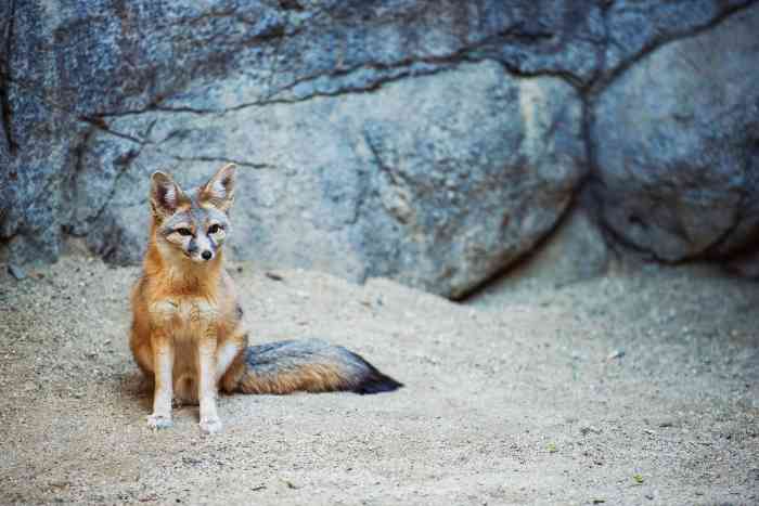 Every Pet Fox Species and How to Care for Them - HubPages