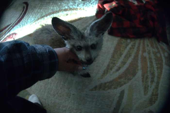 Every Pet Fox Species and How to Care for Them - HubPages