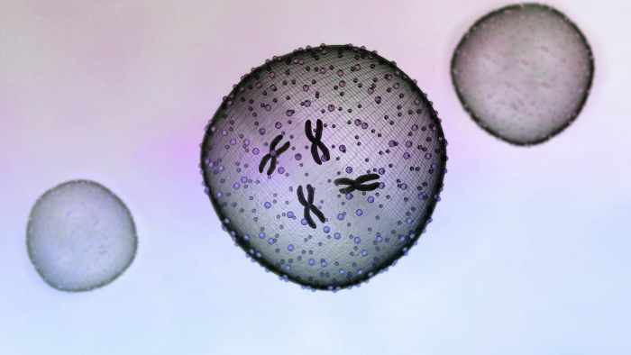 Cell Cycle Stages: Mitosis (Metaphase, Anaphase, Telophase) - Owlcation