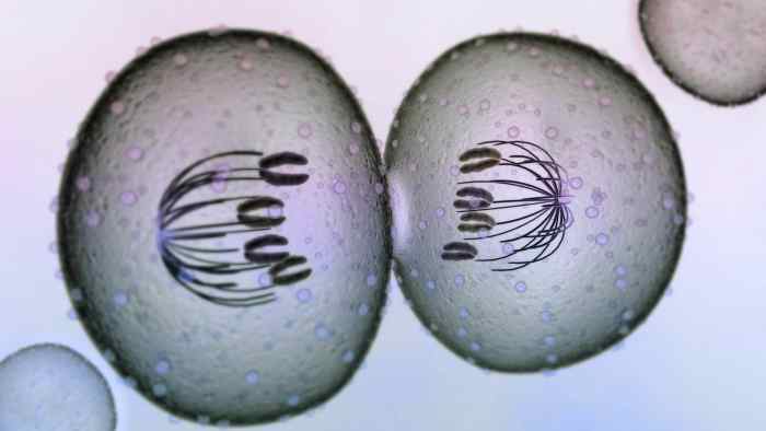 Cell Cycle Stages: Mitosis (Metaphase, Anaphase, Telophase) - Owlcation