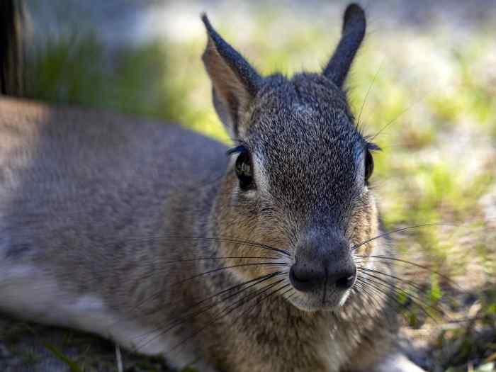 42 Rare and Unique Exotic Pets - HubPages