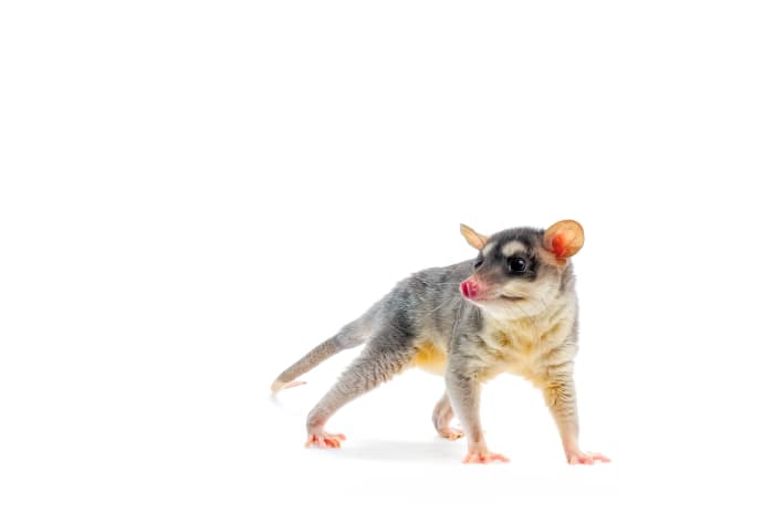 42 Rare and Unique Exotic Pets - HubPages