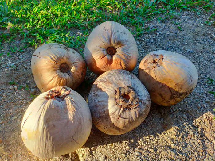 How to Make Refined Coconut Oil Traditionally: Perfect for Cooking ...