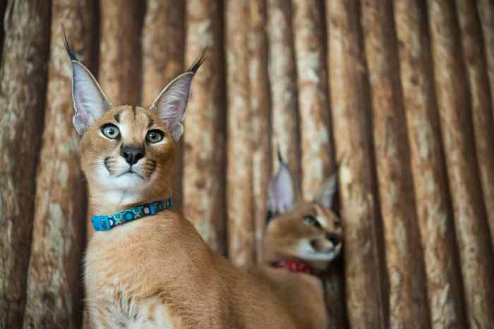 10 Small Exotic Cats That Are Legal to Keep as Pets - HubPages