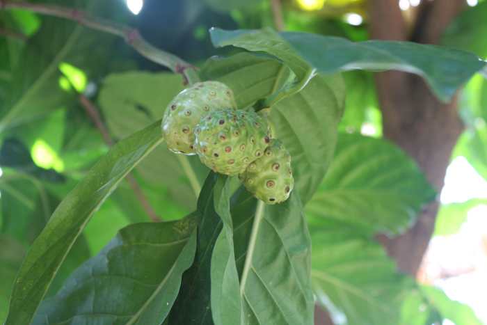 Amazing Benefits of Noni (Indian Mulberry, Hog Apple) - HubPages