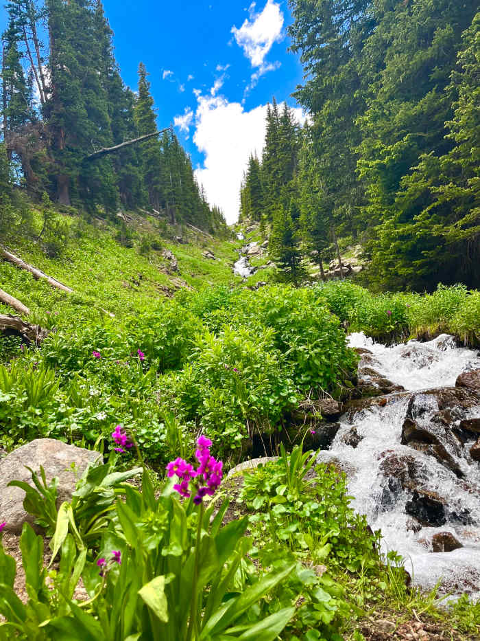 7 Lovely Moderately Challenging Colorado Wildflower Hikes - HubPages