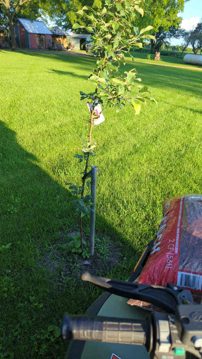 Red Mulch - Refreshing Mulched Areas - HubPages