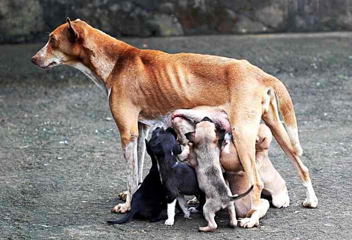 Complications After Dogs Give Birth - HubPages