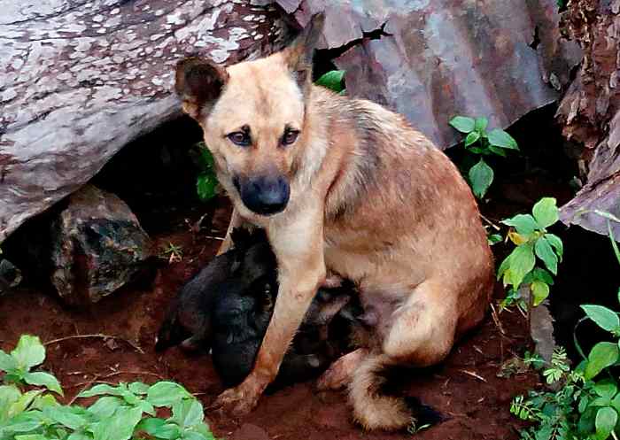 Complications After Dogs Give Birth - HubPages