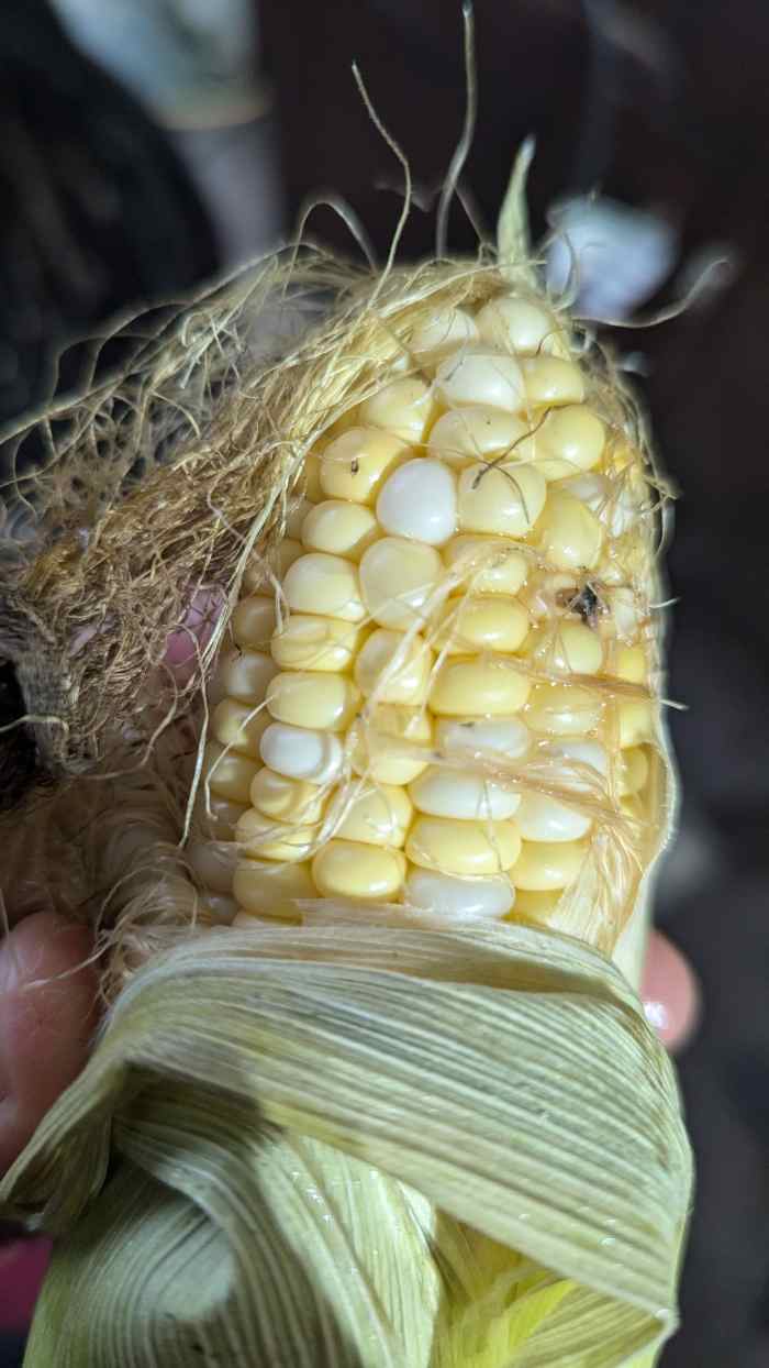 Grilling Corn On The Cob In The Husk Hubpages