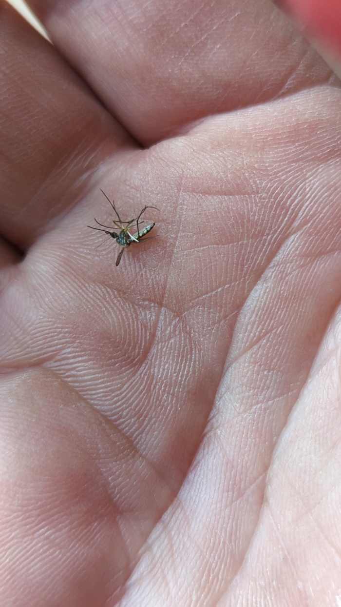 Cutter - Backyard Bug Control - HubPages