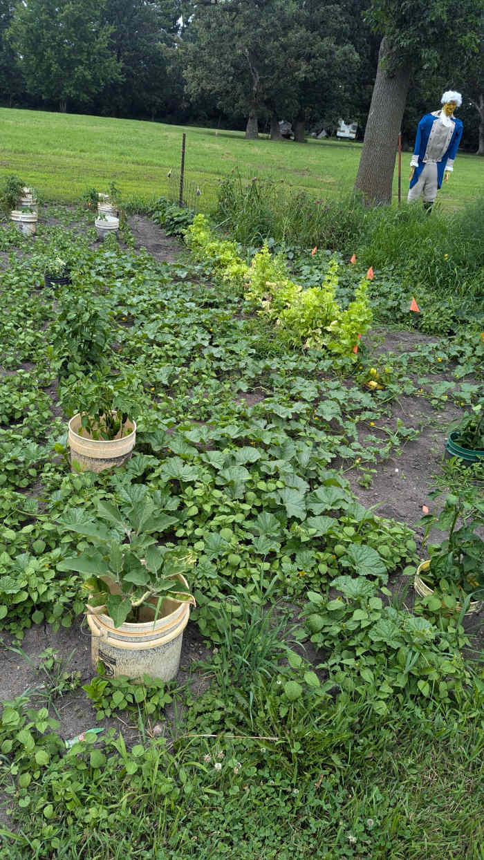 Lettuce Trimming - Cutting to Freshen - HubPages
