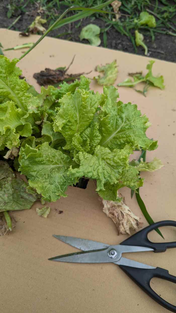 Lettuce Trimming - Cutting to Freshen - HubPages