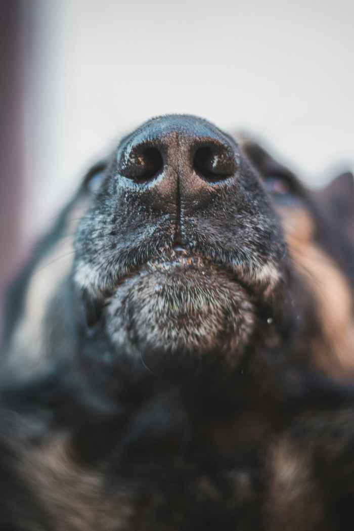 Home Remedies to Help Your Congested Dog Breathe Better - HubPages
