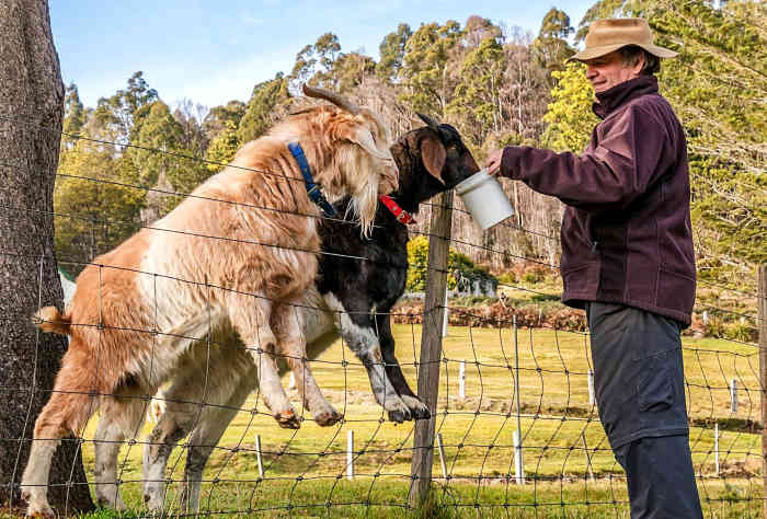 350+ Pet Goat Names (From Angus to Waffles) - HubPages