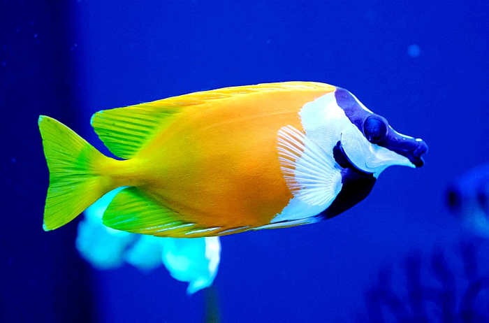 300+ Funny and Clever Fish Names - HubPages