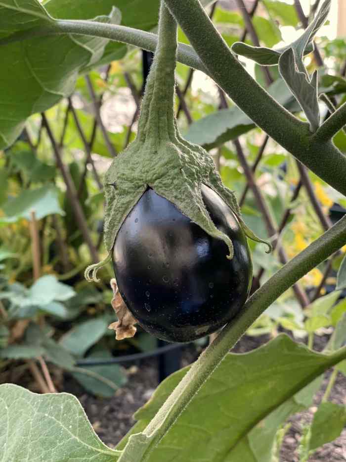 September is National Organic Harvest Month - HubPages