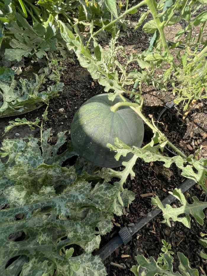 September is National Organic Harvest Month - HubPages