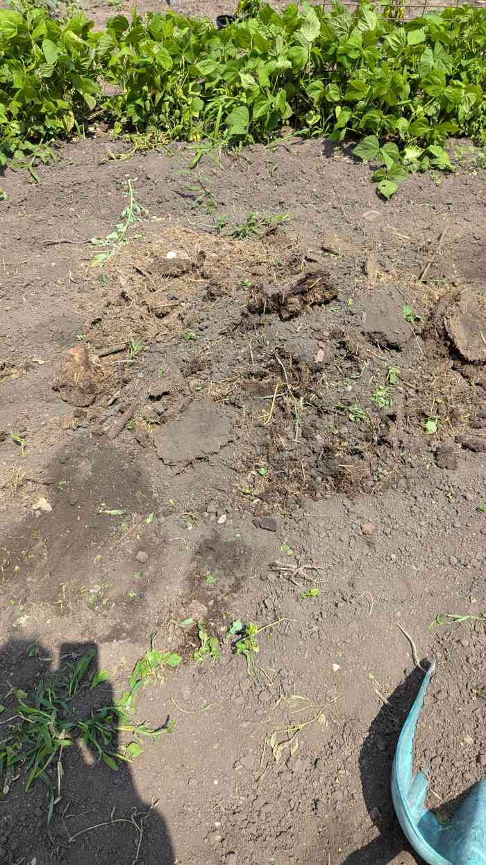 Chicken Poop from a Coop for Garden Use - HubPages