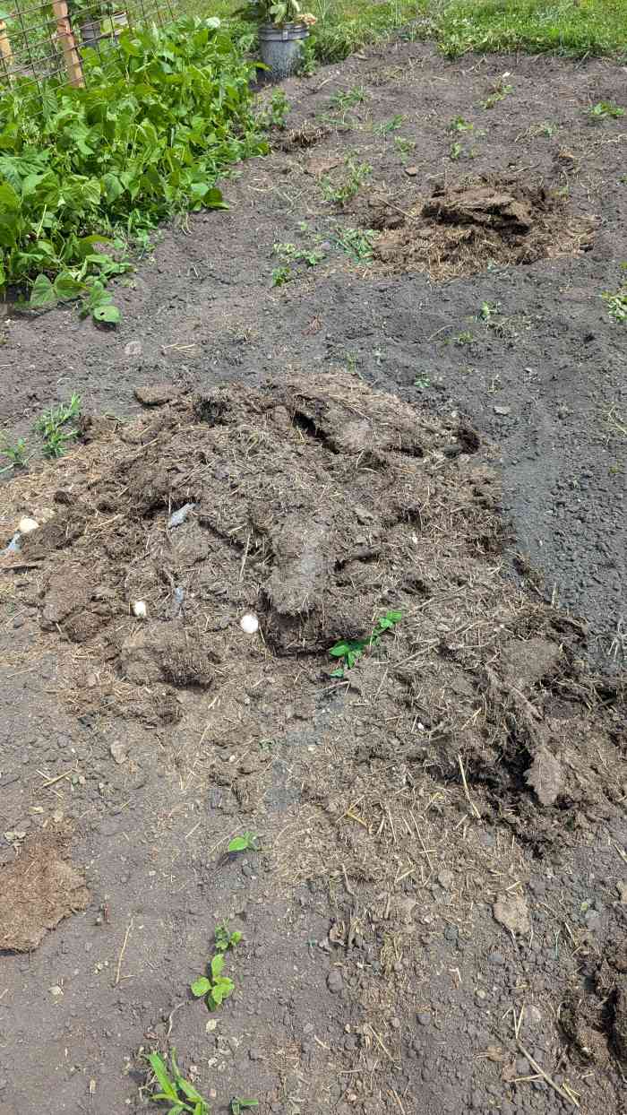 Chicken Poop from a Coop for Garden Use - HubPages