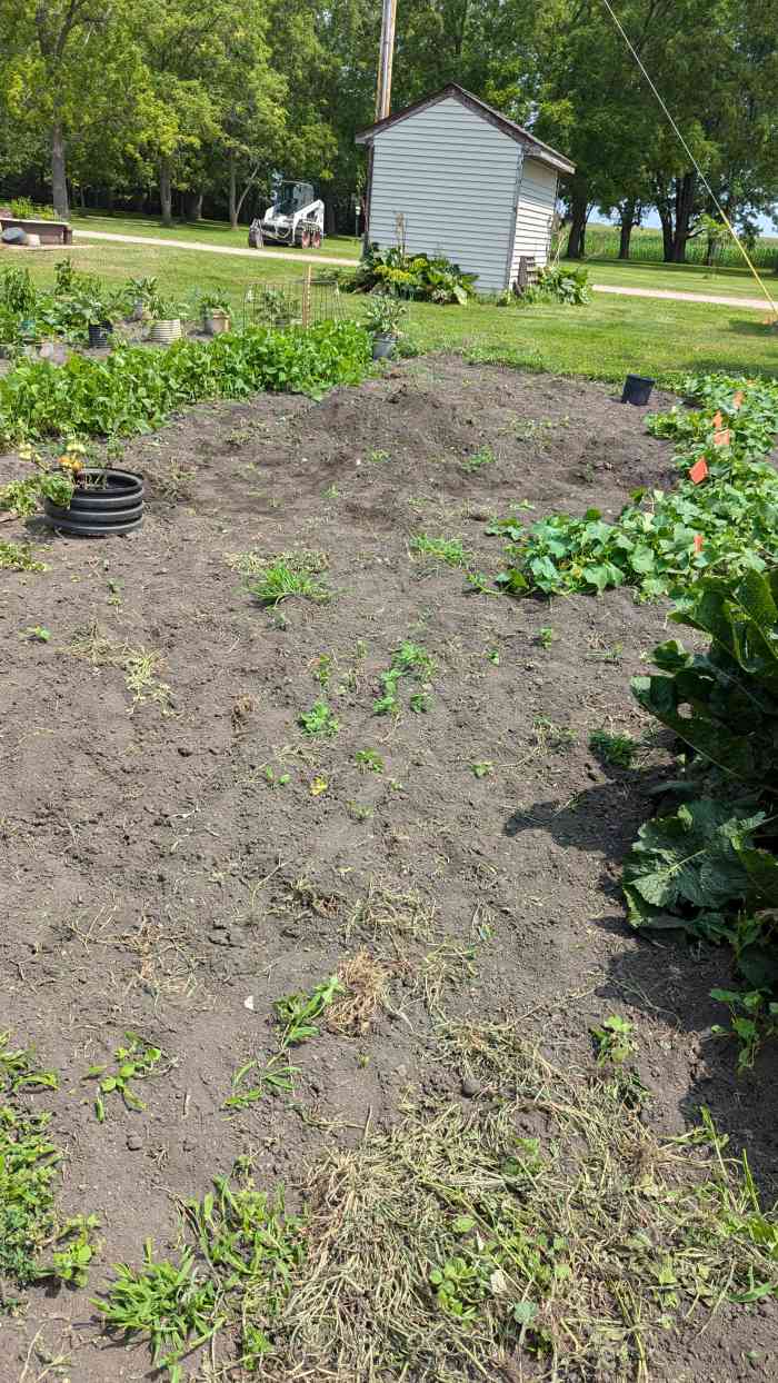 Chicken Poop from a Coop for Garden Use - HubPages