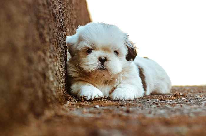 Interesting Facts and Myths About the Runt of the Litter - PetHelpful