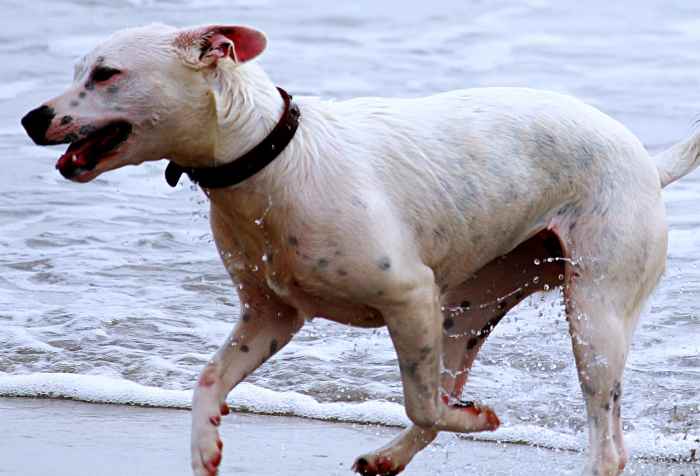 Why Is My Dog's Skin Turning Black? 7 Hyperpigmentation Causes in Dogs - HubPages