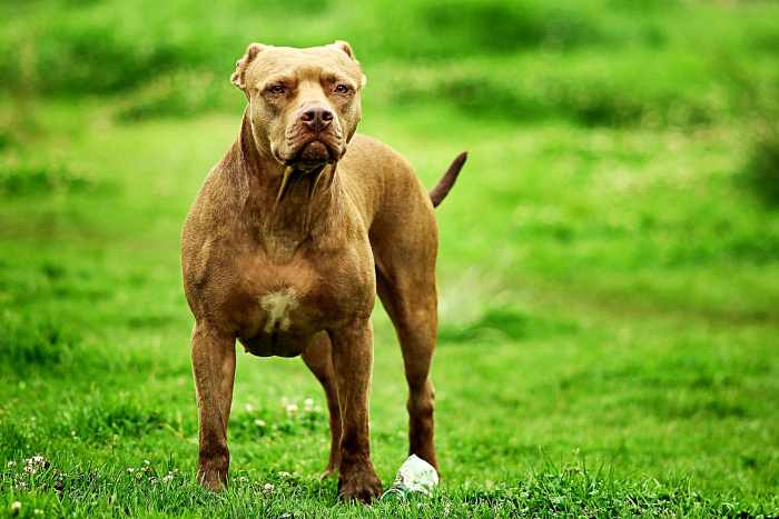 230 Strong Names for Female Guard Dogs - HubPages