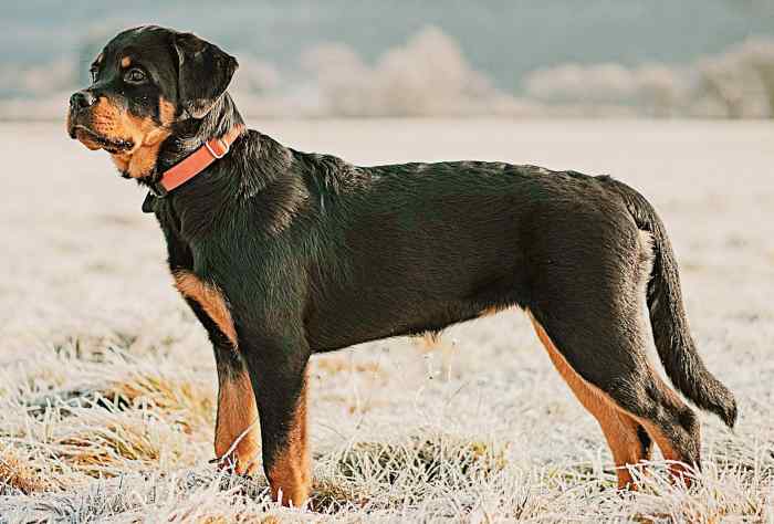 230 Strong Names for Female Guard Dogs - HubPages