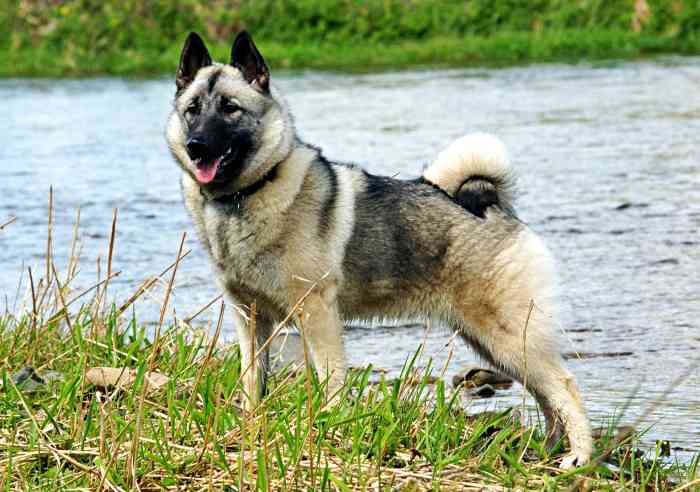 230 Strong Names for Female Guard Dogs - HubPages