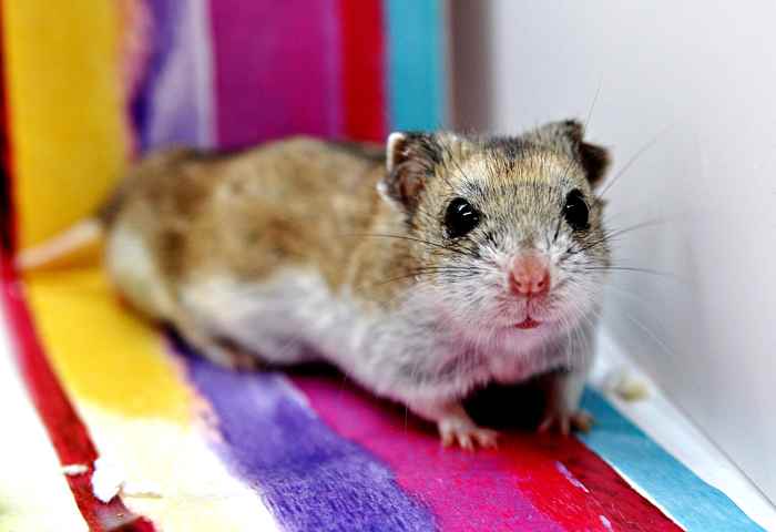 11 Causes of Sudden Death in Hamsters - HubPages