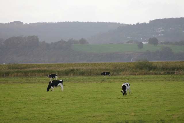 Slimbridge Wetland Centre: A Visitors Guide - HubPages