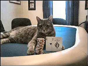 How To Find The Right Cat For You - HubPages