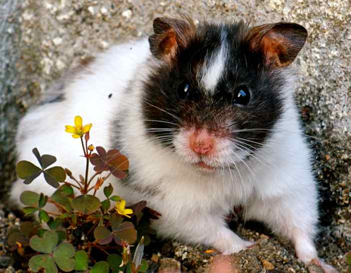130 Cute and Funny Hamster Names for Males and Females - HubPages