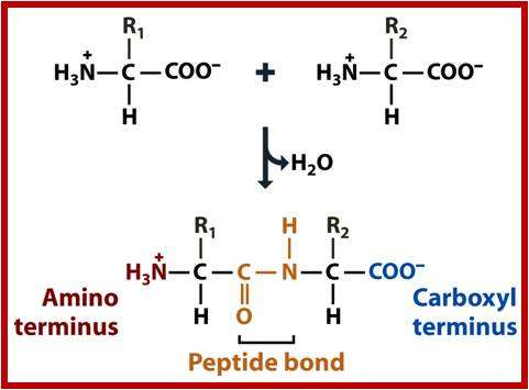 Amino acids (Building blocks of proteins) : General Structure and ...