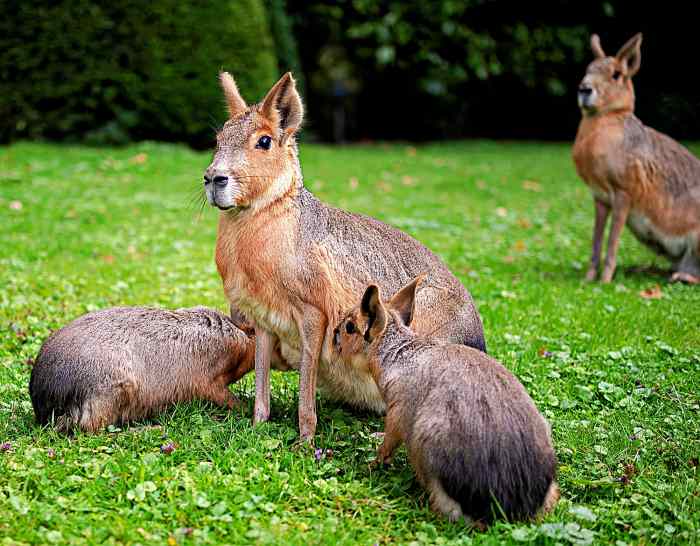 One Exotic Pet That Is Legal in Each State - HubPages