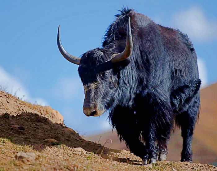 One Exotic Pet That Is Legal in Each State - HubPages